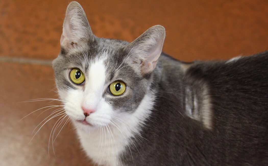 Featured Pet of the Month: Dumpling | Sedona Monthly Magazine