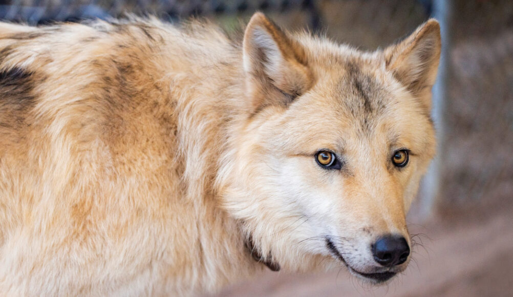 Sedona Wolf Sanctuary